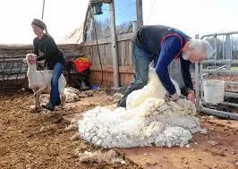 The Wool Journey part 5: harvesting the wool - The Natural Fibre Company